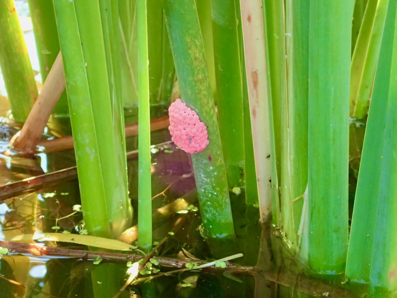 Please drown the eggs of invasive Apple Snails – Kayaking the Salt River